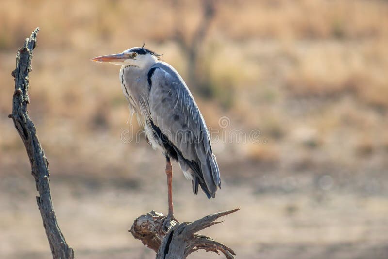 Herodias Del Ardea De La Garza De Gran Azul Imagen de archivo - Imagen ...