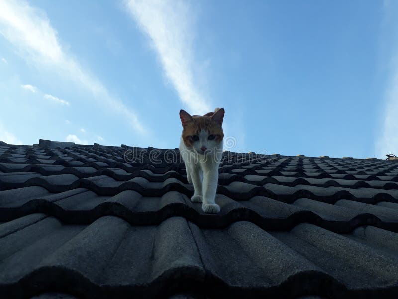 Heroic Cat in the roof stock photo. Image of roof, king - 202256662