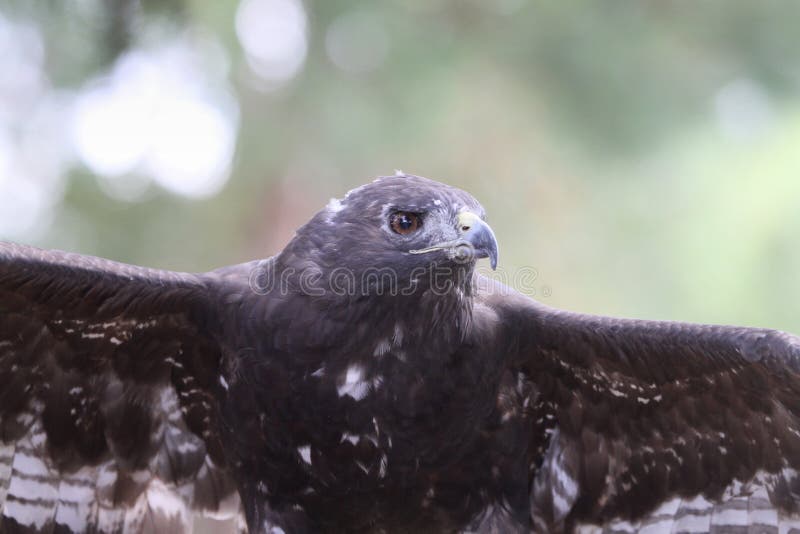 Heroic Handsome Hawk stock image. Image of power, heroic - 36893151