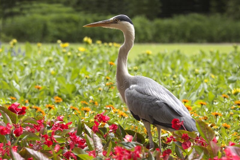 Heron stock image. Image of bird, flowers, heron, colorful - 10038375