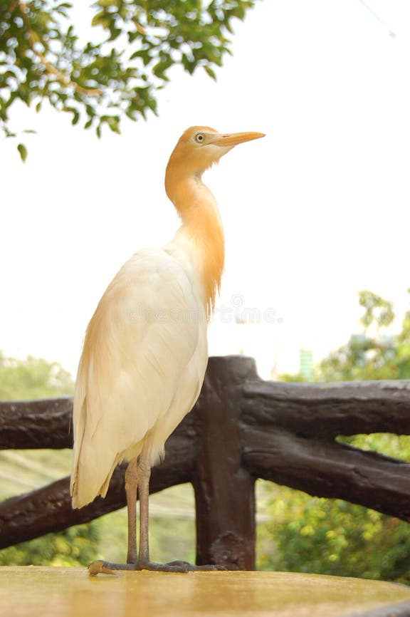 Free Animals (Wildlife) pictures, photos & images - Royalty-Free and ...