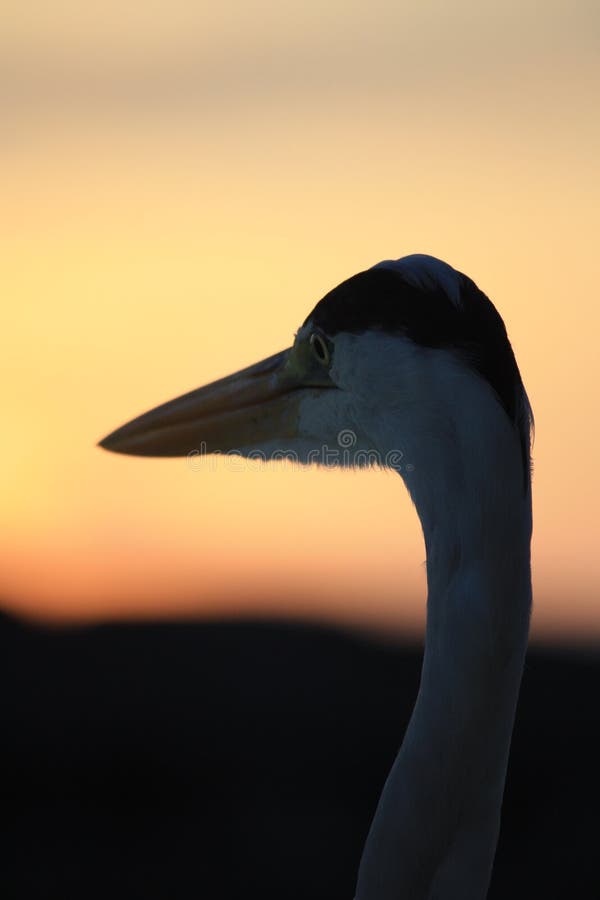 Heron against the sunset stock photo. Image of animal - 69992422