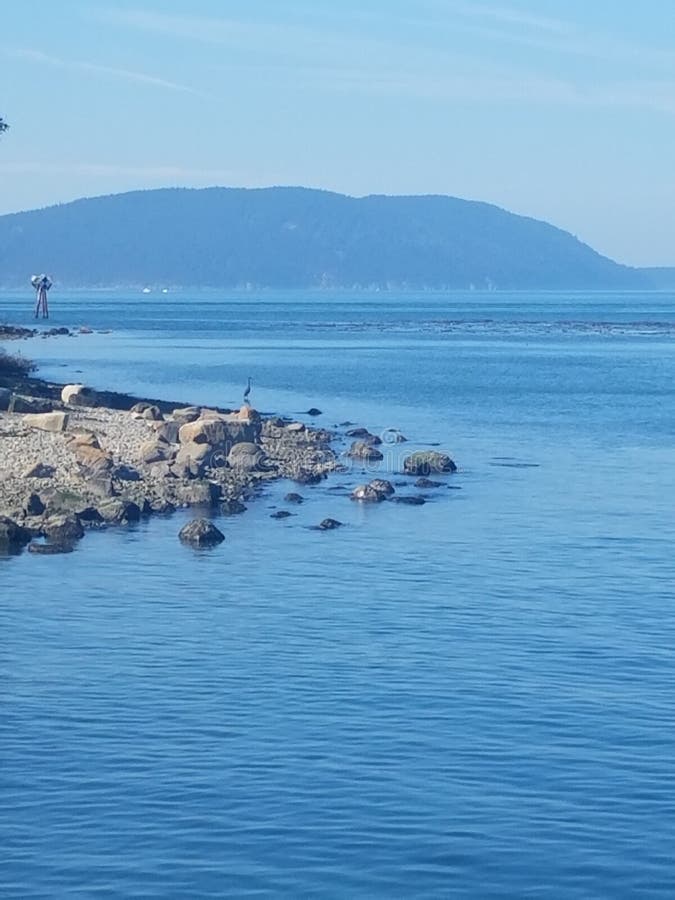 Heron stock image. Image of rocks, heron, beautiful, beaches - 81105691