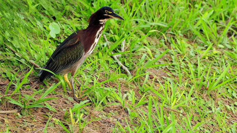 Heron Bird (horizontal) stock photo. Image of animal - 21717714