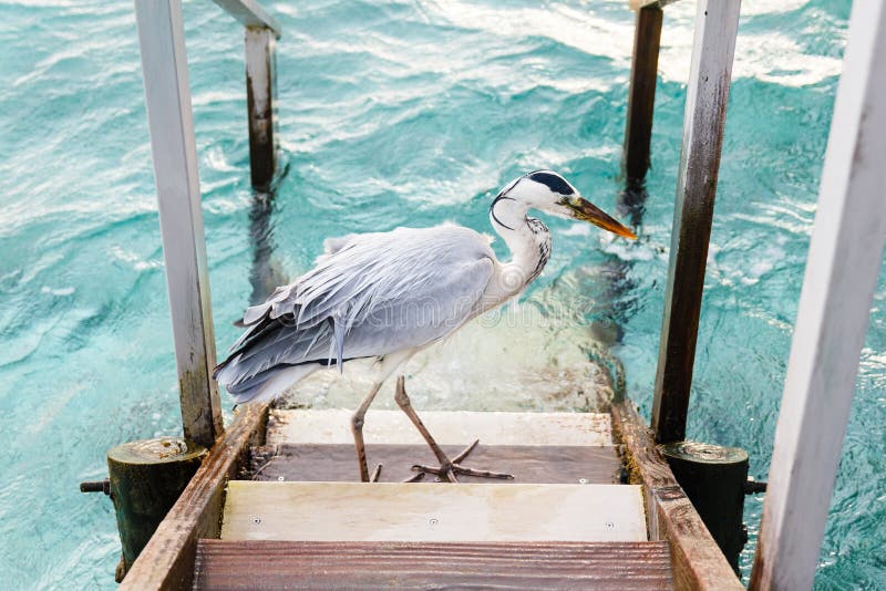 Heron Bird Looking for Fish. Stock Image - Image of great, stand: 107809405