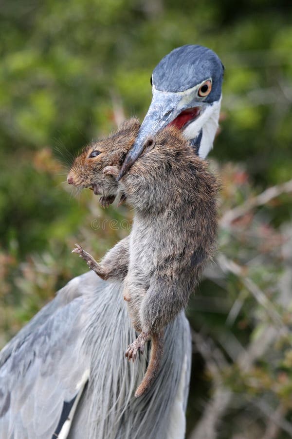 Heron and Catch stock photo. Image of prey, blue, backlit - 35348988