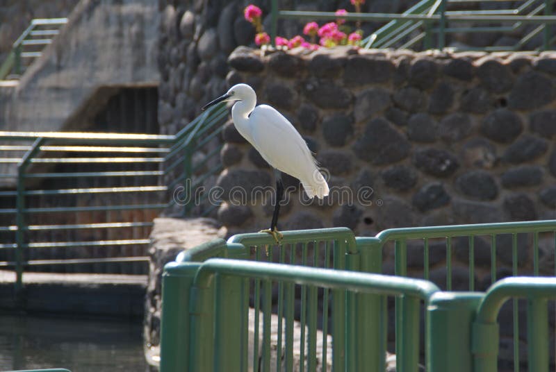 Heron stock image. Image of water, river, plants, stones - 94988715