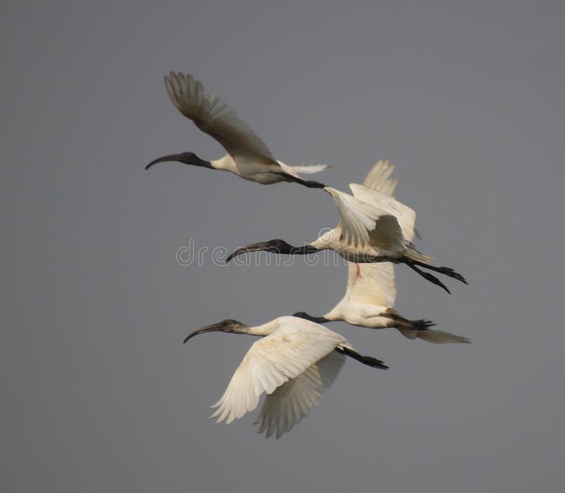 The Heron Birds are Flying To Go To Another Place Stock Photo - Image ...