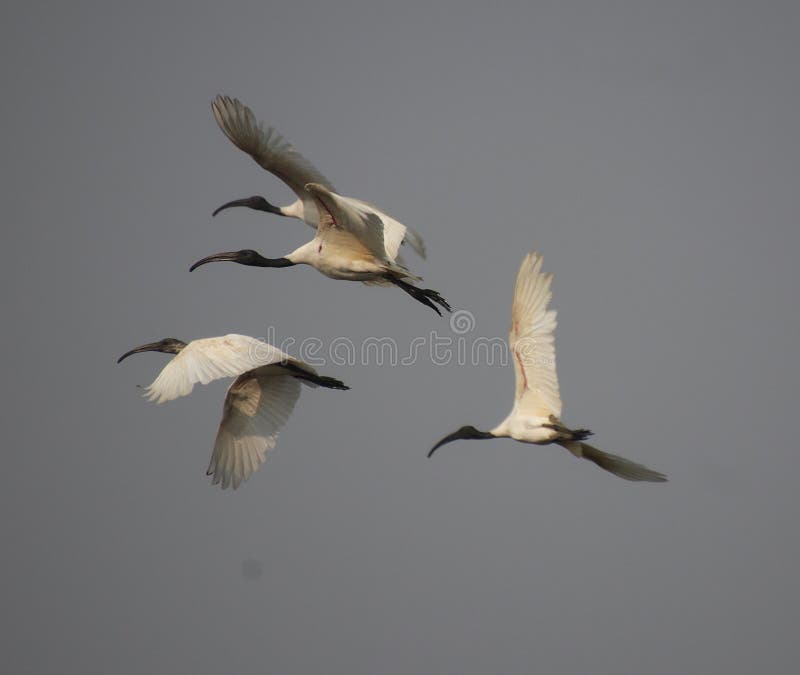 The Heron Birds are Flying To Go To Another Place Stock Image - Image ...