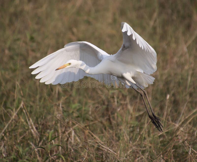 The Heron Birds are Flying To Go To Another Place Stock Photo - Image ...