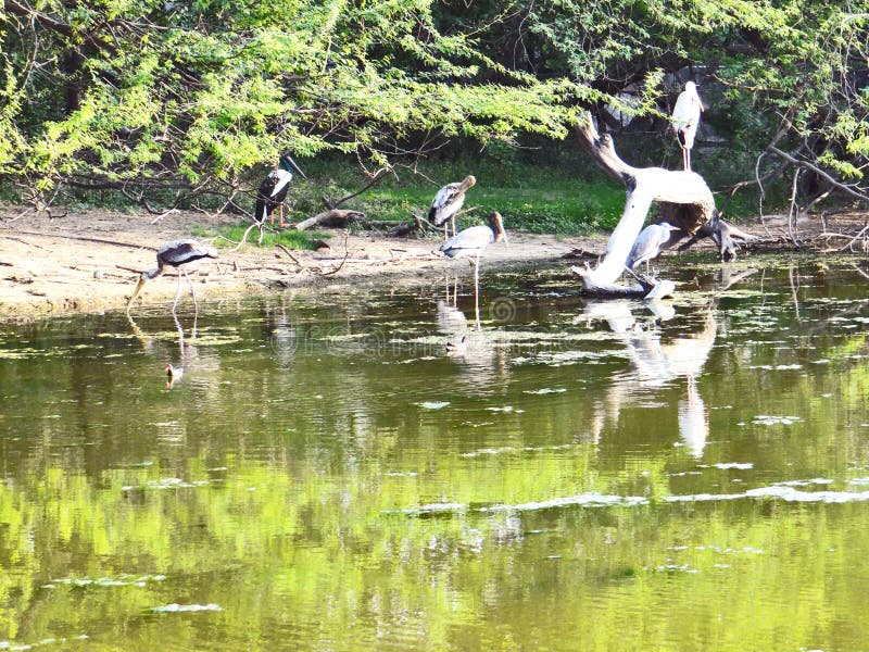 Skinny Natur Stock Photos - Free & Royalty-Free Stock Photos from ...