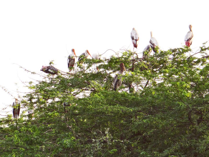 Skinny Natur Stock Photos - Free & Royalty-Free Stock Photos from ...