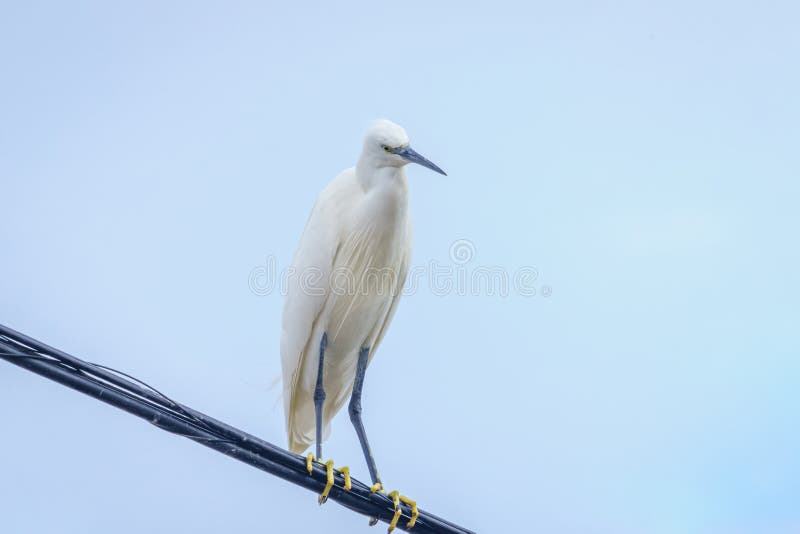 Heron, Cattle Egret on the Wire of the Light Stock Image - Image of ...