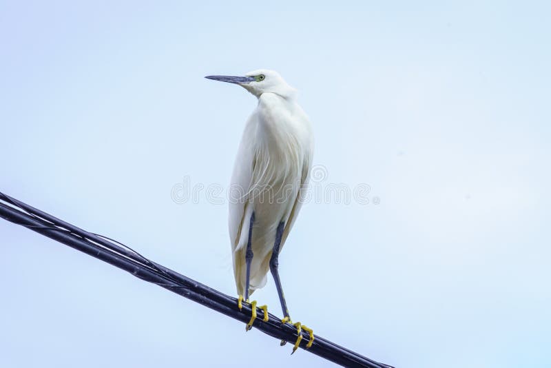 Heron, Cattle Egret on the Wire of the Light Stock Photo - Image of ...
