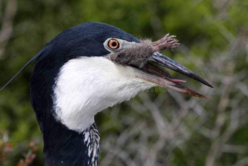 Heron Eating a Rat stock photo. Image of african, meal - 11461620