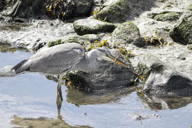 Heron eating a small eel stock photo. Image of bird - 274986898