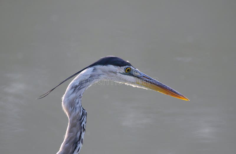 Heron face stock image. Image of active, bird, nature - 136506147