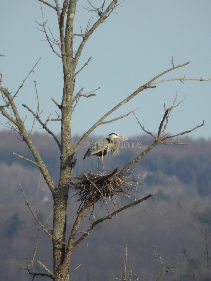 Great Blue Heron Facing Sunset Standing on Nest Stock Image - Image of ...