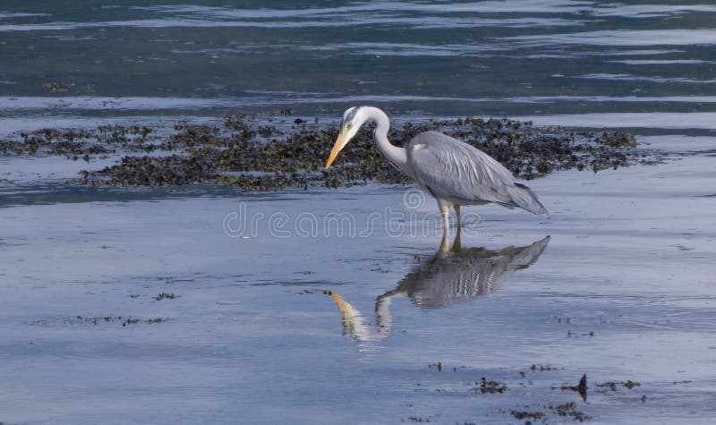 Heron and Its Reflection on the Sea Stock Photo - Image of environment ...