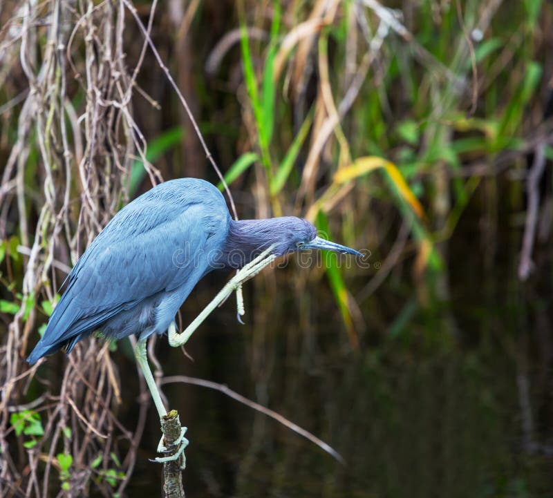 Heron in Florida stock photo. Image of animal, park, florida - 54173370