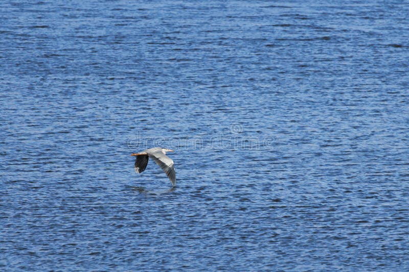Heron Flying Over Blue Water with Negative Space Stock Photo - Image of ...