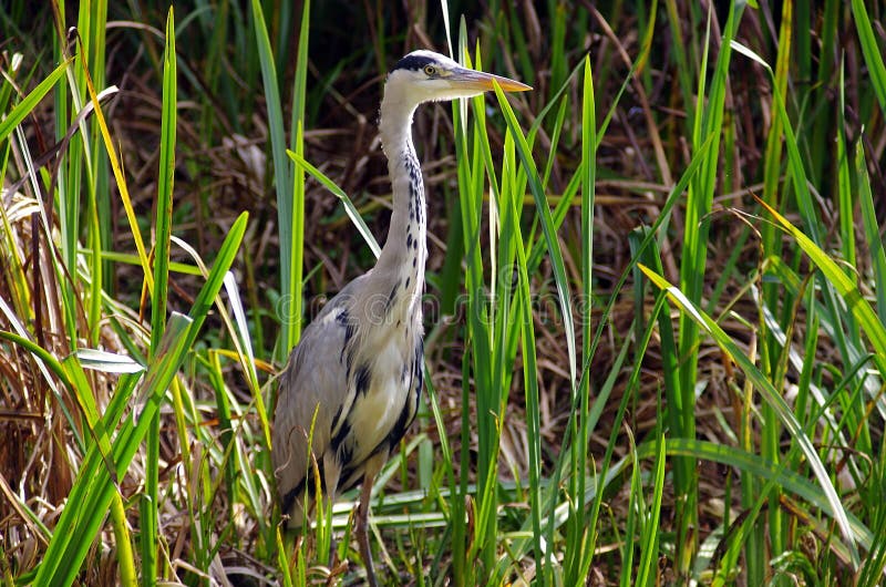 Heron stock image. Image of canal, nature, reeds, heron - 45987169