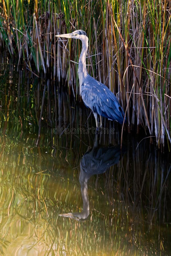 A heron and his reflection stock photo. Image of grey - 128159574