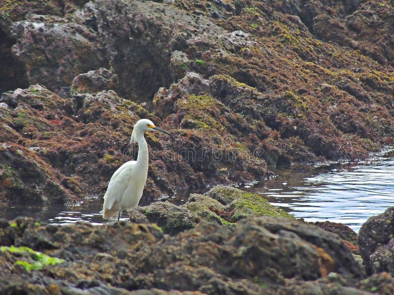 Heron among Rocks on the Shore Stock Image - Image of animal ...