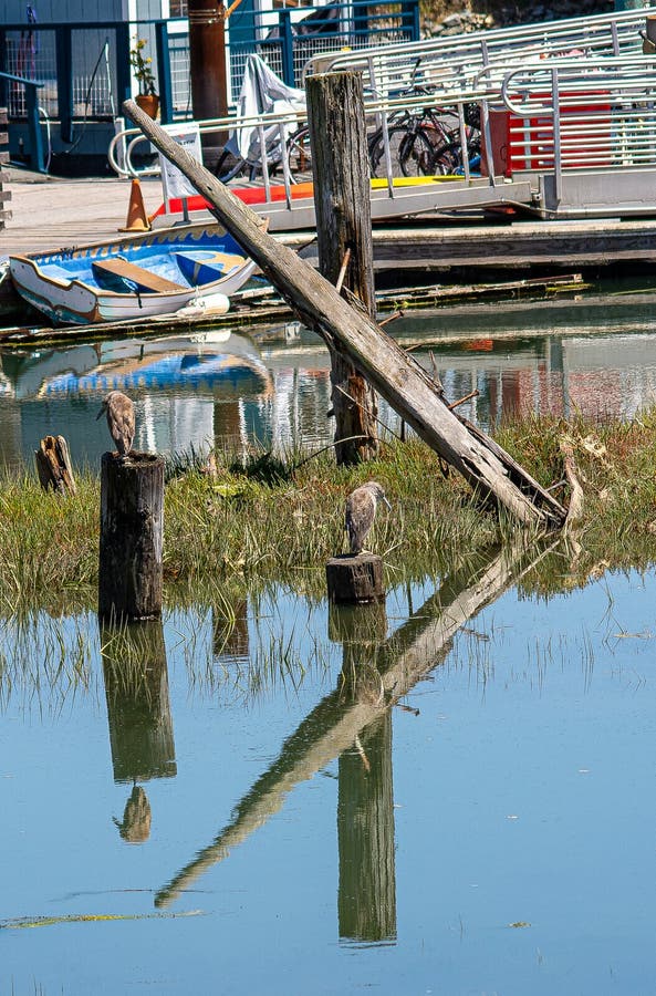 Heron’s on pilling stock photo. Image of water, pilling - 151691434