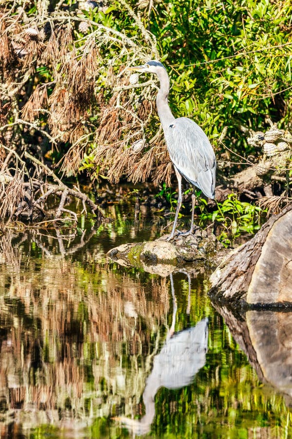 Heron Standing on the Lake. Animal Protection Concept Stock Image ...