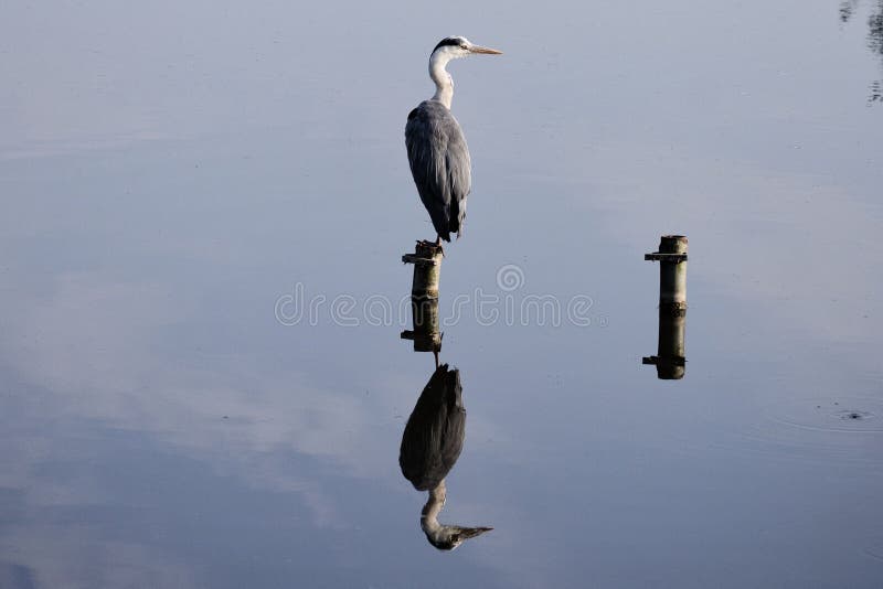 Heron Standing on Post with Reflection in Calm Water. Stock Photo ...