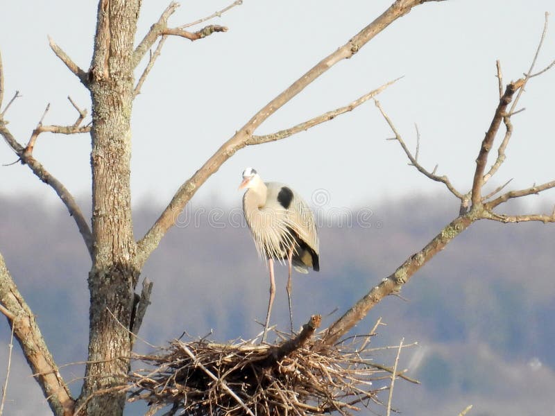 Great Blue Heron Standing in Rookery Nest Stock Image - Image of forest ...