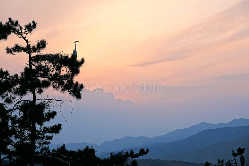 Bird in the evening stock image. Image of hern, bird - 242511203