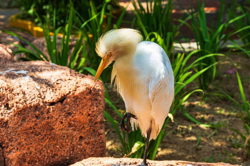 Heron on a Stone on One Leg. Malaysia Stock Image - Image of malaysia ...
