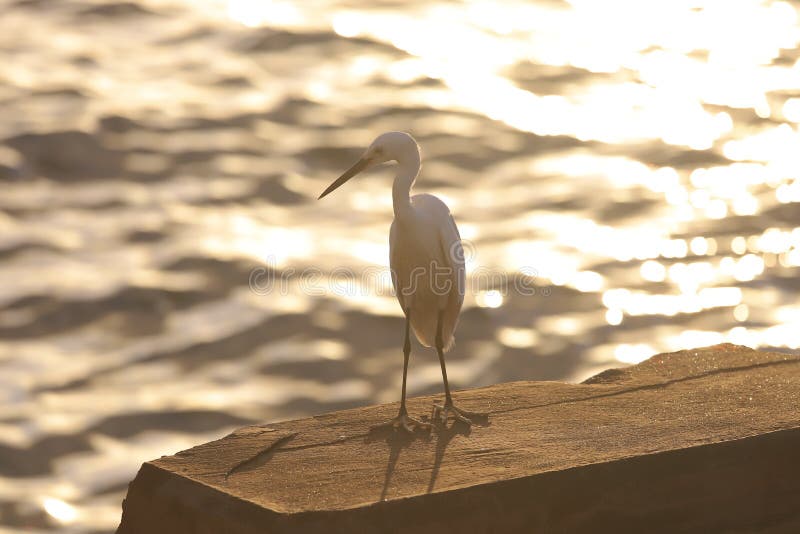 A Heron with Sun in Nature, Coast of Sunset Stock Image - Image of ...