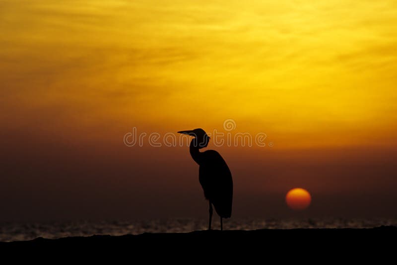 Heron in Sunset stock photo. Image of beak, sunrise, evening - 23576498