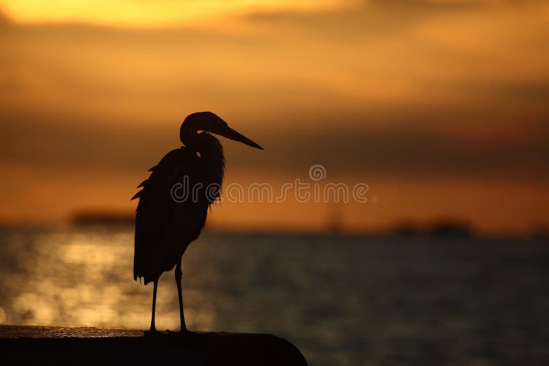 Heron on the sunset stock image. Image of aviary, silhoutte - 26370139