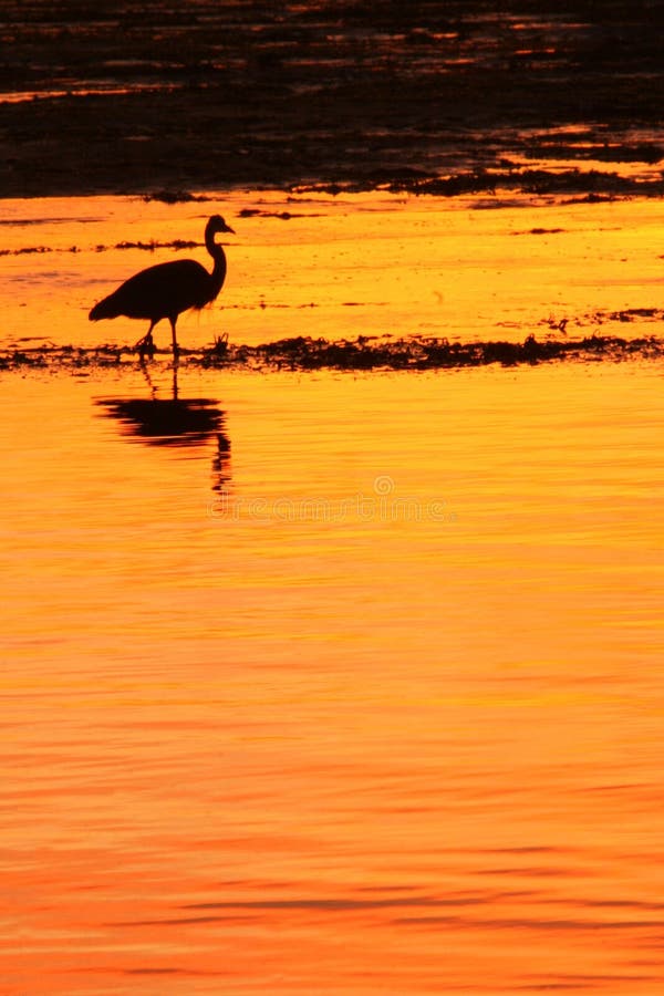 Heron at Sunset stock photo. Image of sand, sunset, ocean - 8243986
