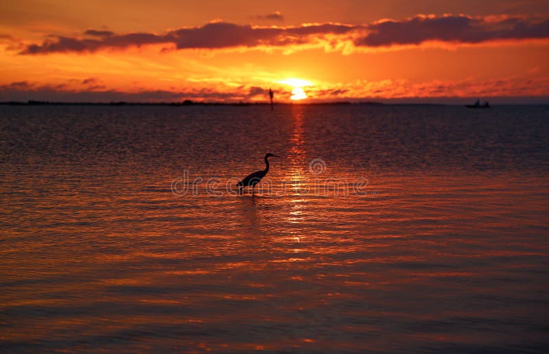Heron and sunset stock image. Image of sunset, animal - 157423149