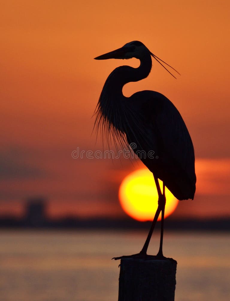1,252 Heron Silhouette Sunset Stock Photos - Free & Royalty-Free Stock ...