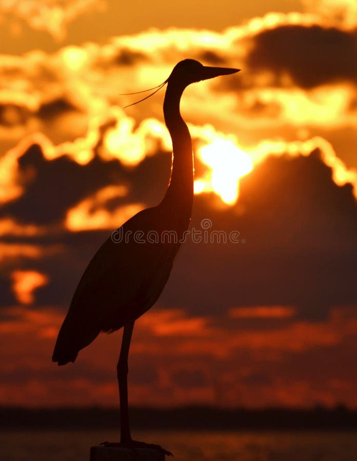 Heron at Sunset stock image. Image of sunset, wildlife - 38865779