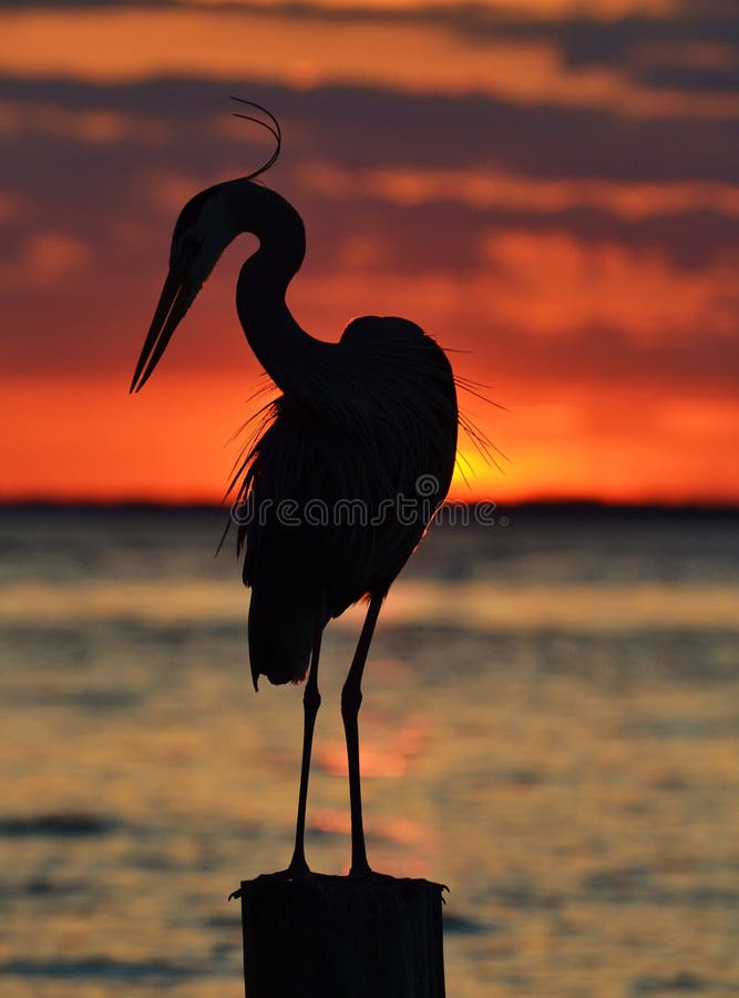 Heron at Sunset stock photo. Image of sunrise, nature - 38865832