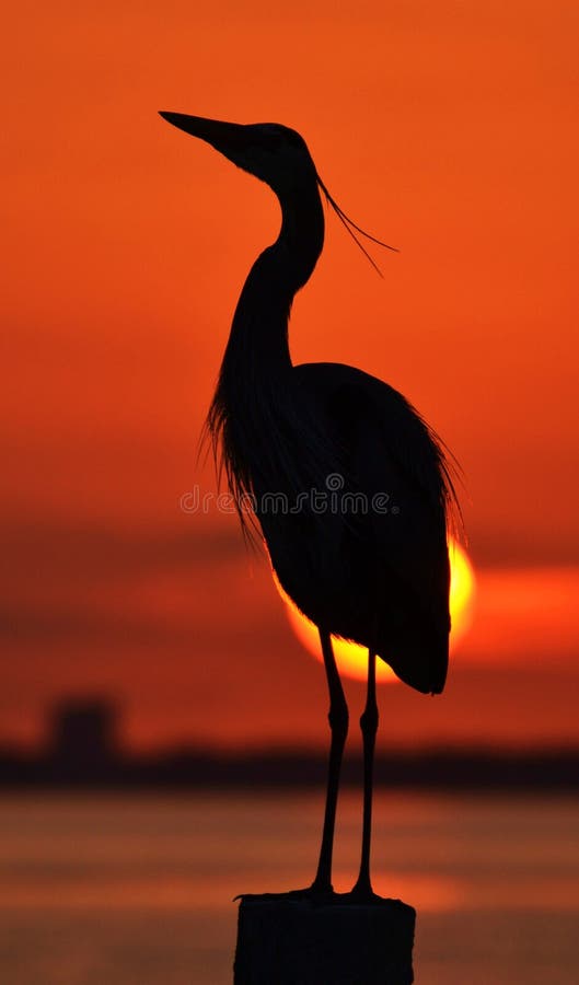 Heron at Sunset stock image. Image of orange, sunrise - 39345905