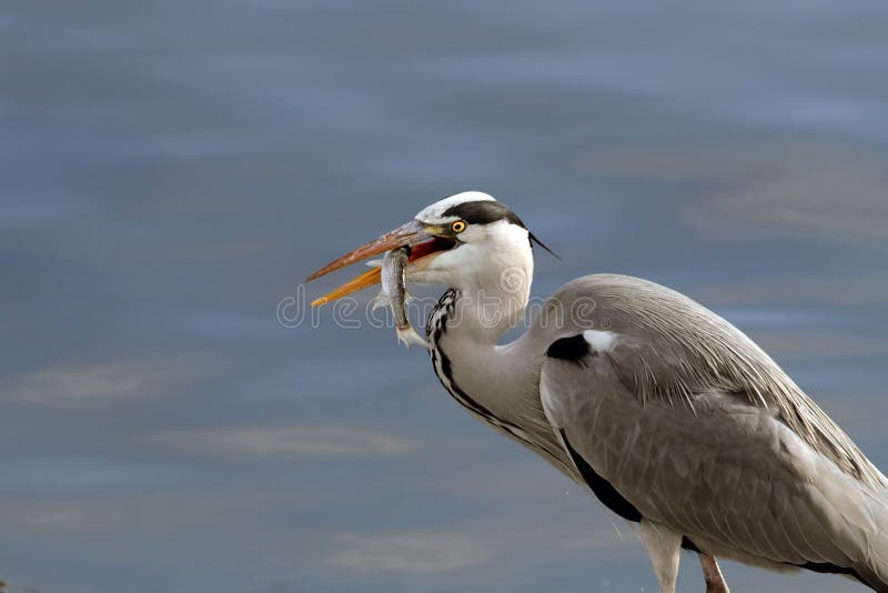 Heron Swallows a Mullet he Caught in the River Douro Stock Photo ...