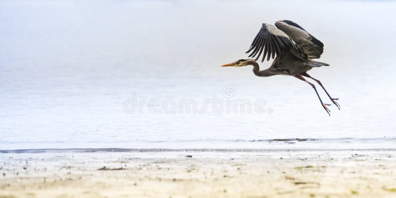 Heron take off stock photo. Image of bird, heron, great - 67668538