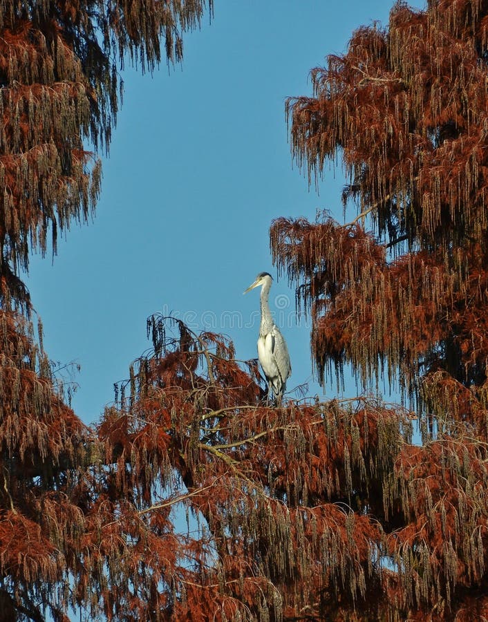 Heron on tree stock image. Image of rivers, birds, sentinel - 22371679