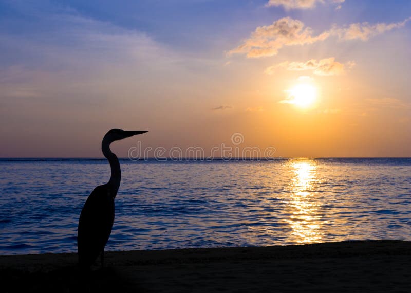 Heron on a Tropical Beach, Sunset Stock Photo - Image of foot, beach ...