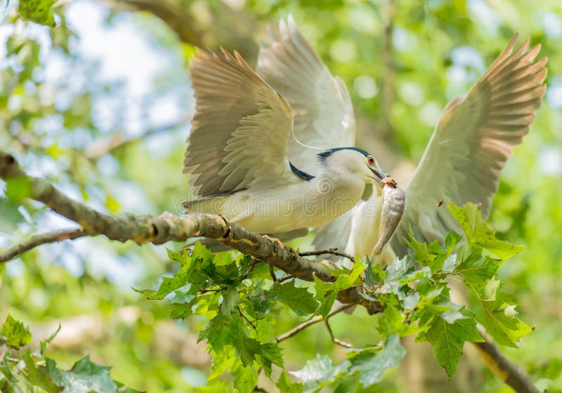 Heron stock photo. Image of fauna, food, fish, little - 42715748