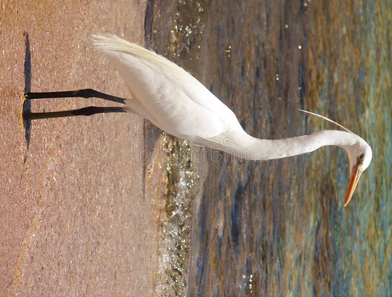 A Heron at Work stock photo. Image of bird, africa, egypt - 12775890