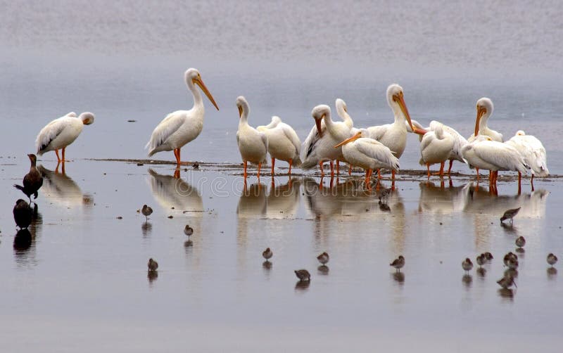 Herons stock photo. Image of sunning, group, heron, gathering - 1704450
